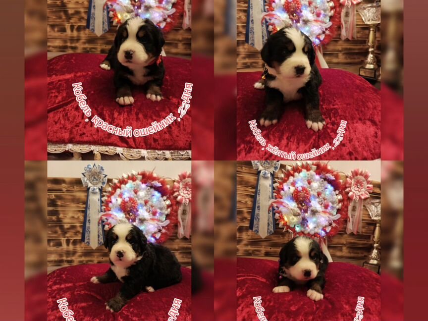 Мальчики берномишки