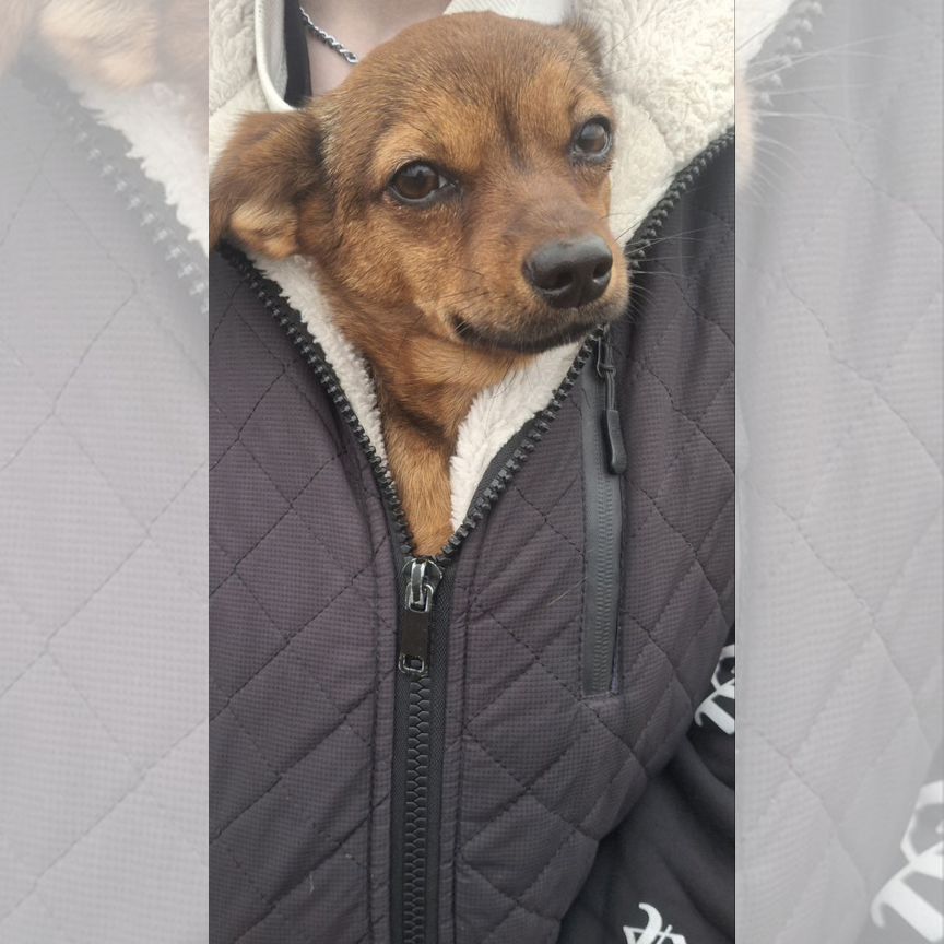 Русский той-терьер, взрослая собака