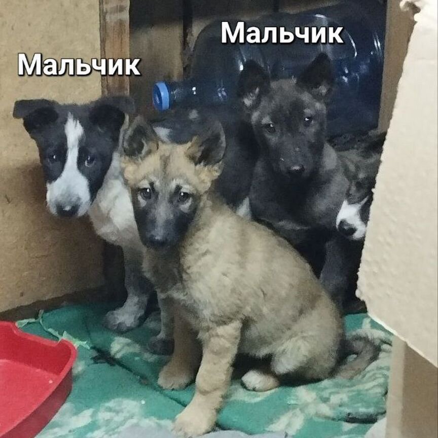 Щенок в добрые руки бесплатно