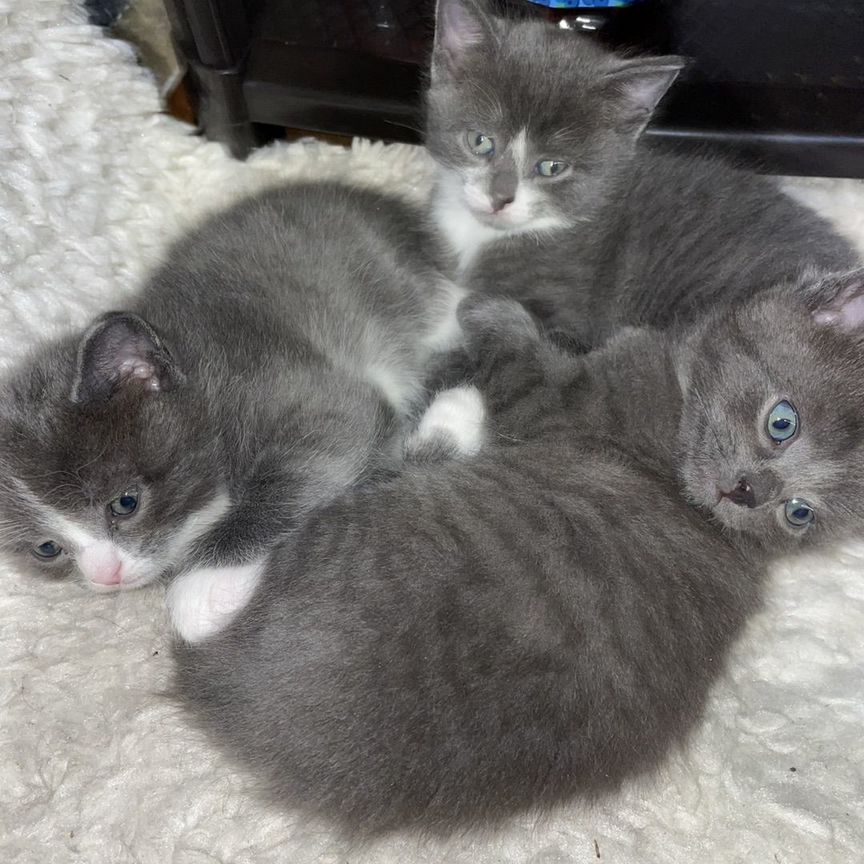 Котята в добрые руки