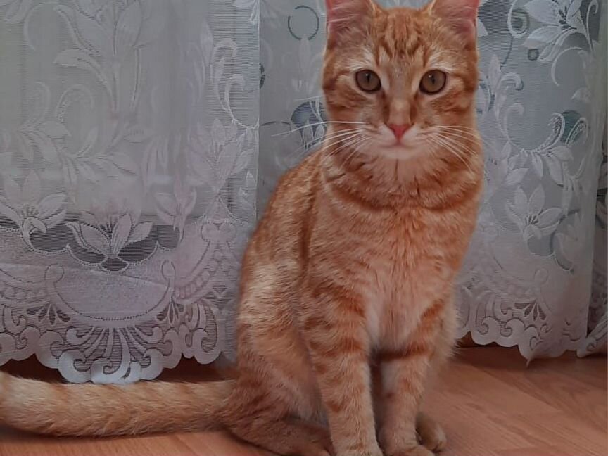 Кот Симба 1,5 года
