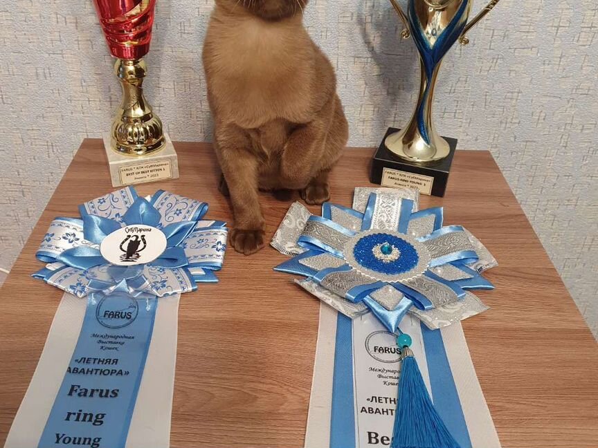 Бурманская кошка