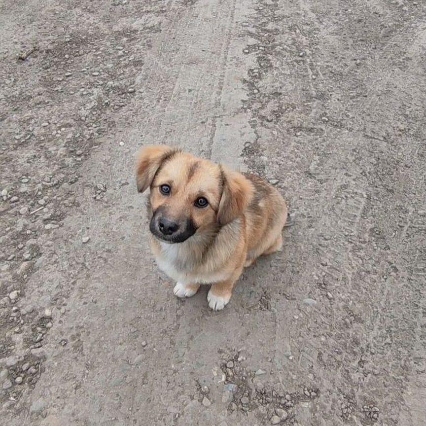 Собака в добрые руки