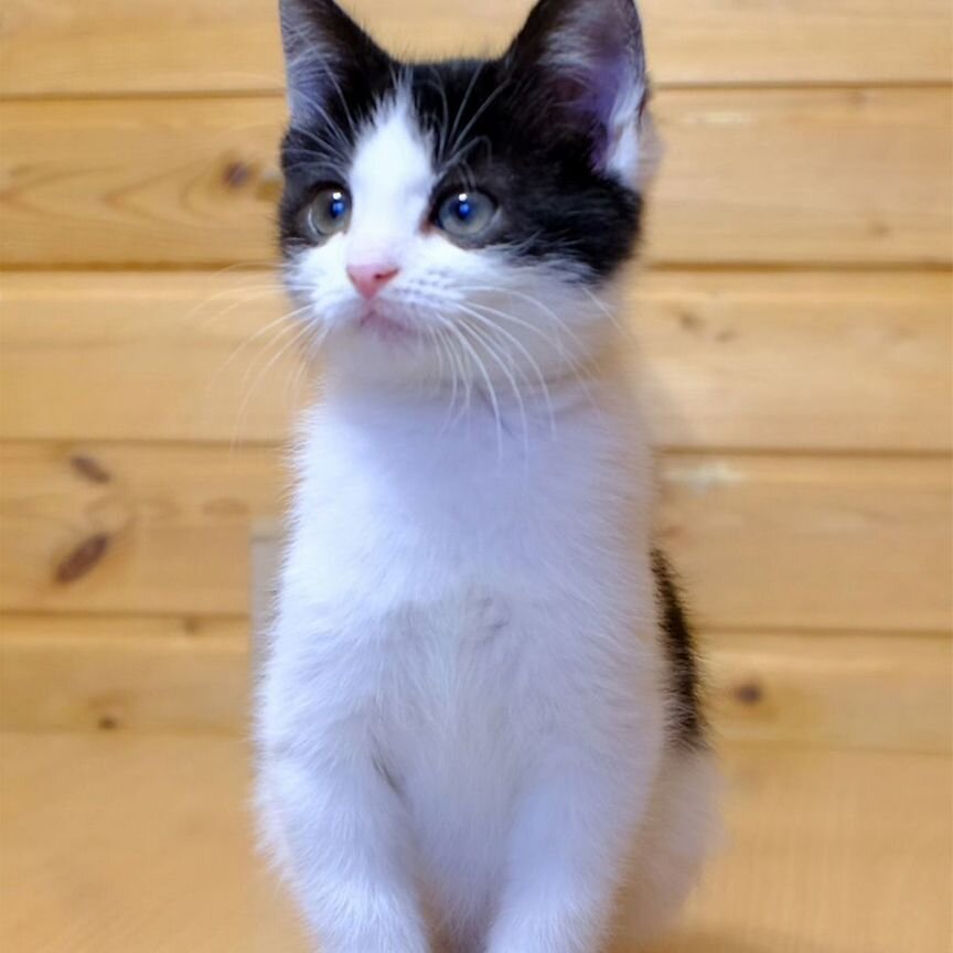 Котенок веселая и ручная черно белая девочка