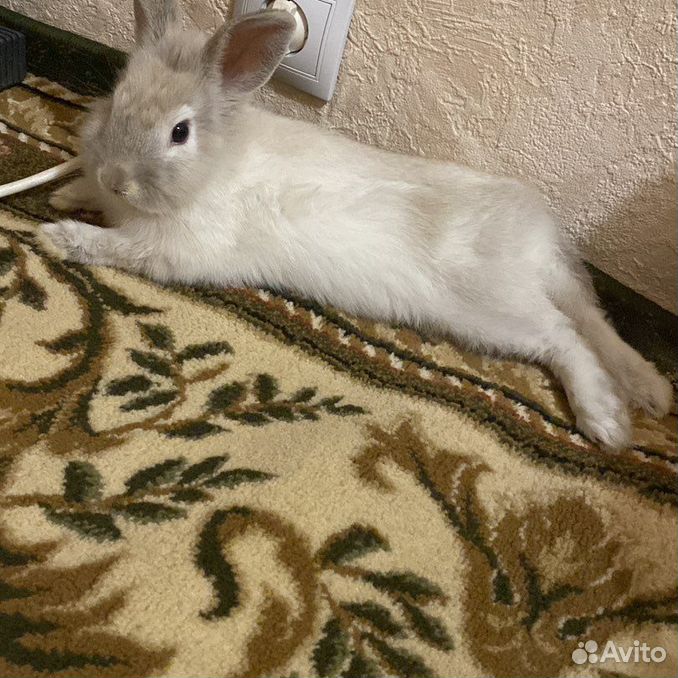 Вязка кроликов