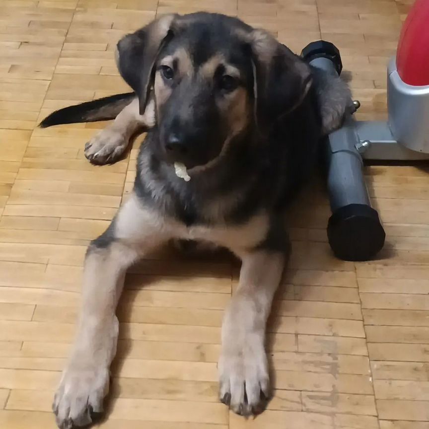 Щенок в добрые руки