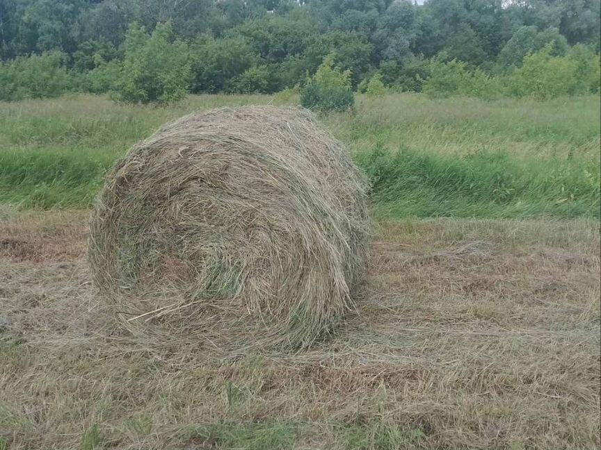 Сено