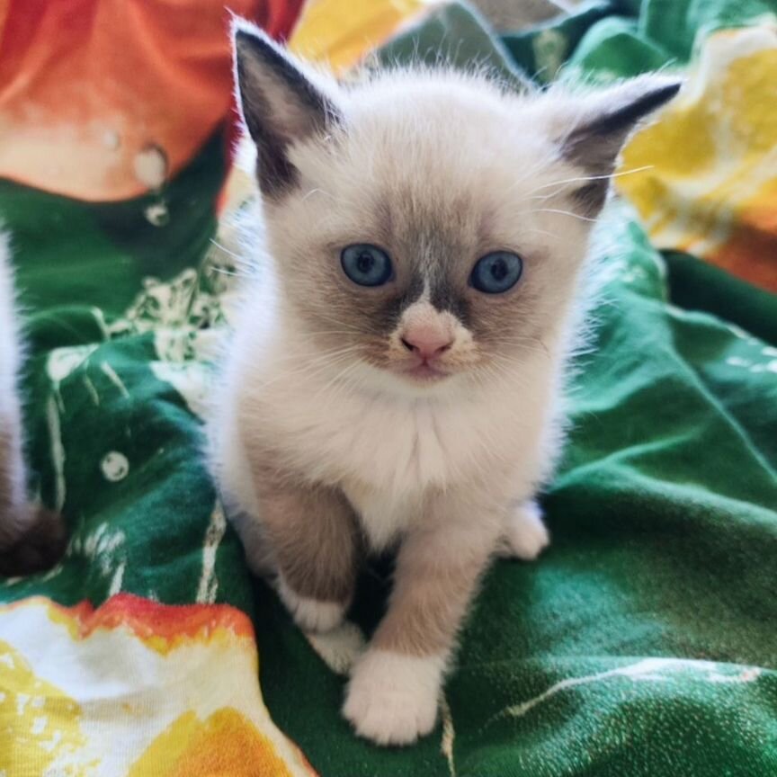 Тайские котята