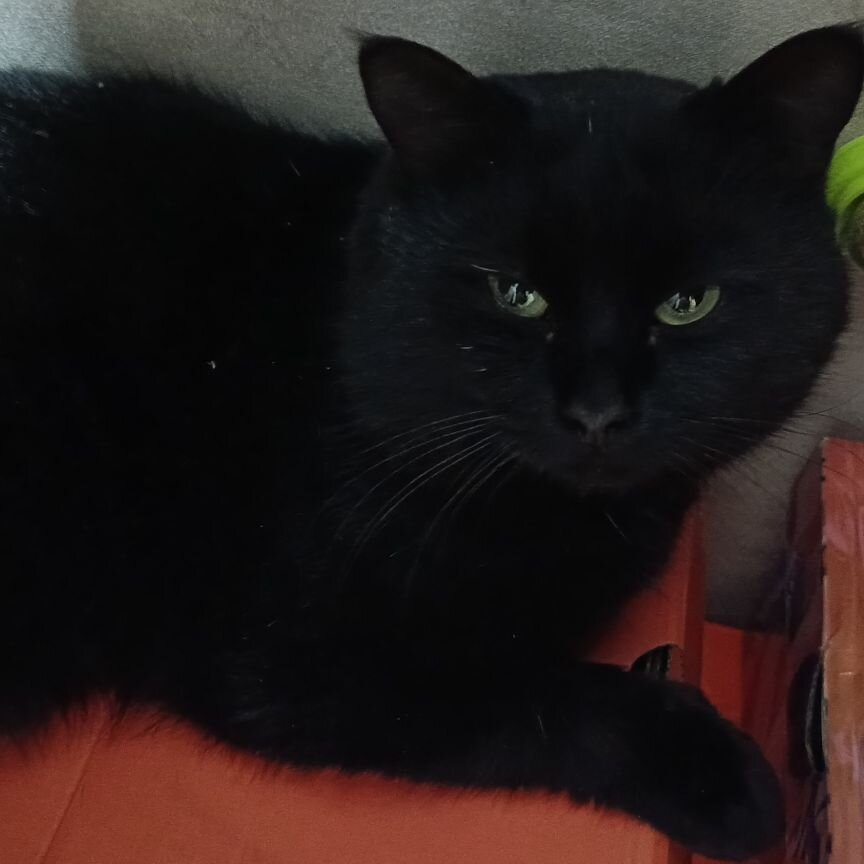 Нашли кота