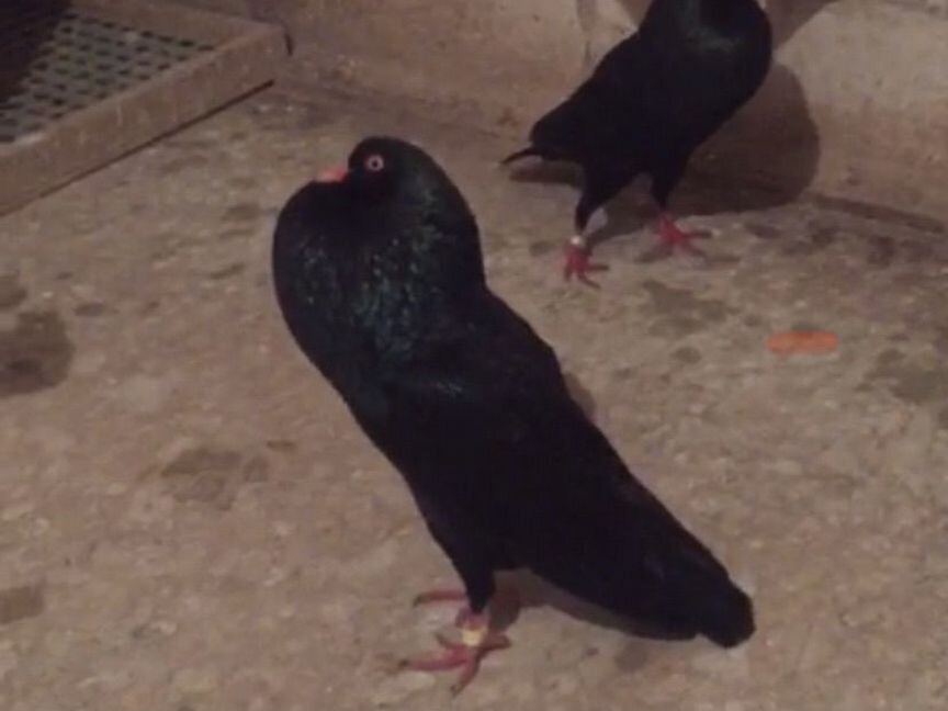 Голуби дутыши