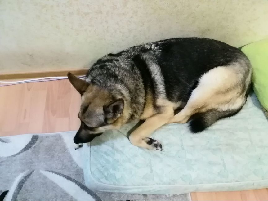 Отдам в свой дом охранную собаку, к цепи приучена