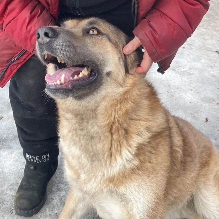 Найда ищет семью