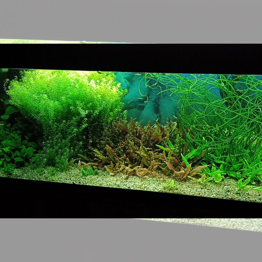 Аквариум с растениями
