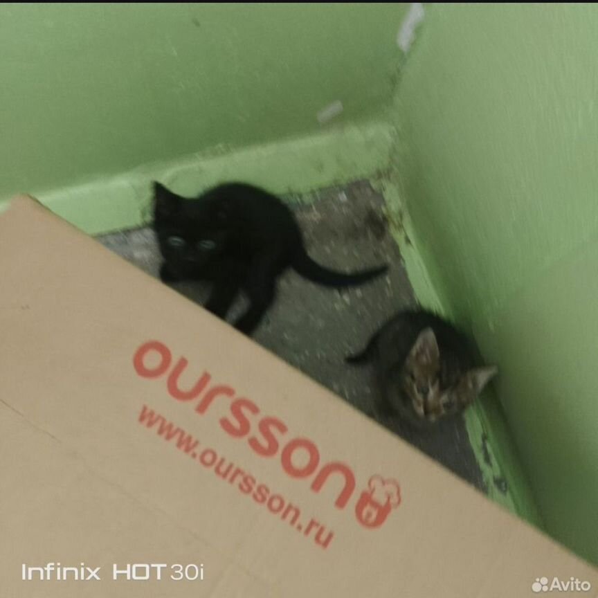 Котята в добрые руки бесплатно маленькие