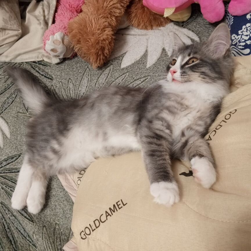 Отдам котенка в добрые руки