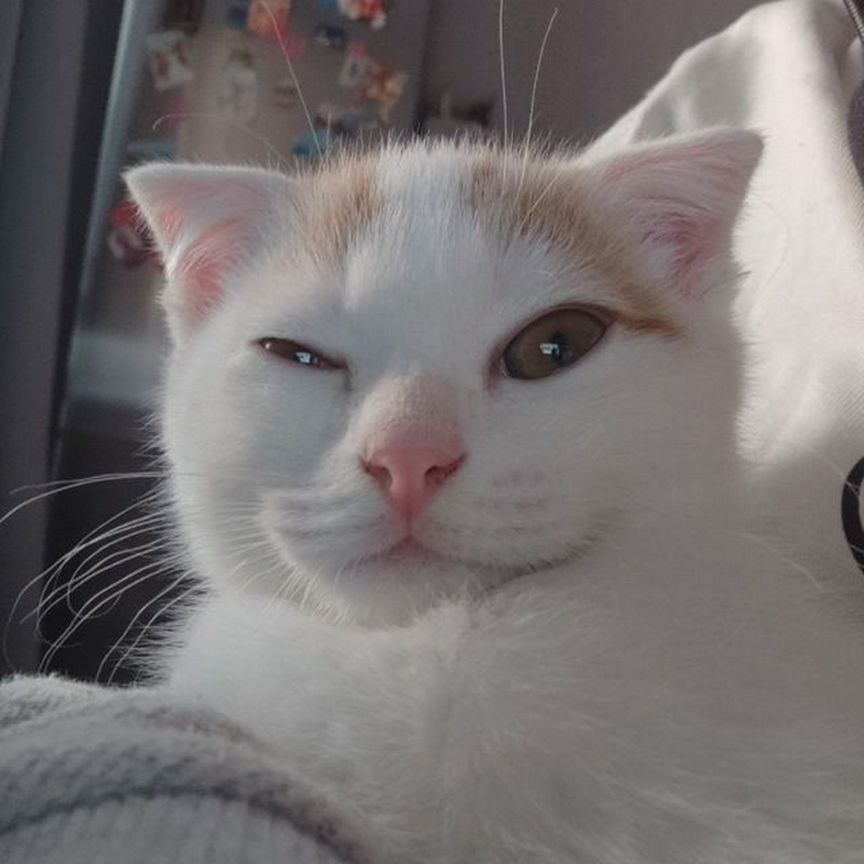 Пушок ищет семью. Отдам в хорошие руки(Шотландский