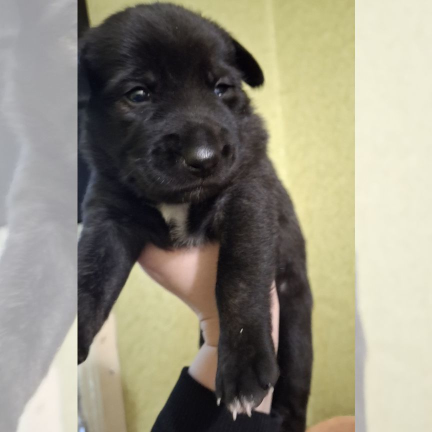 Американский стаффордширский терьер, щенок