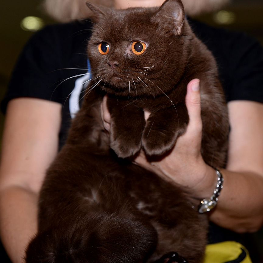 Британская короткошёрстная кошка, взрослая