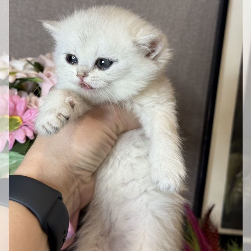 Британские котята