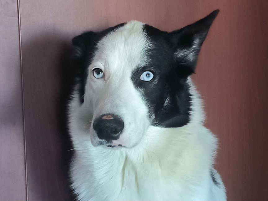 Щенок Ник