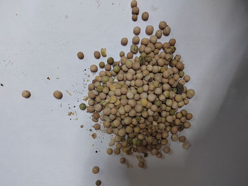 Горох кормовой