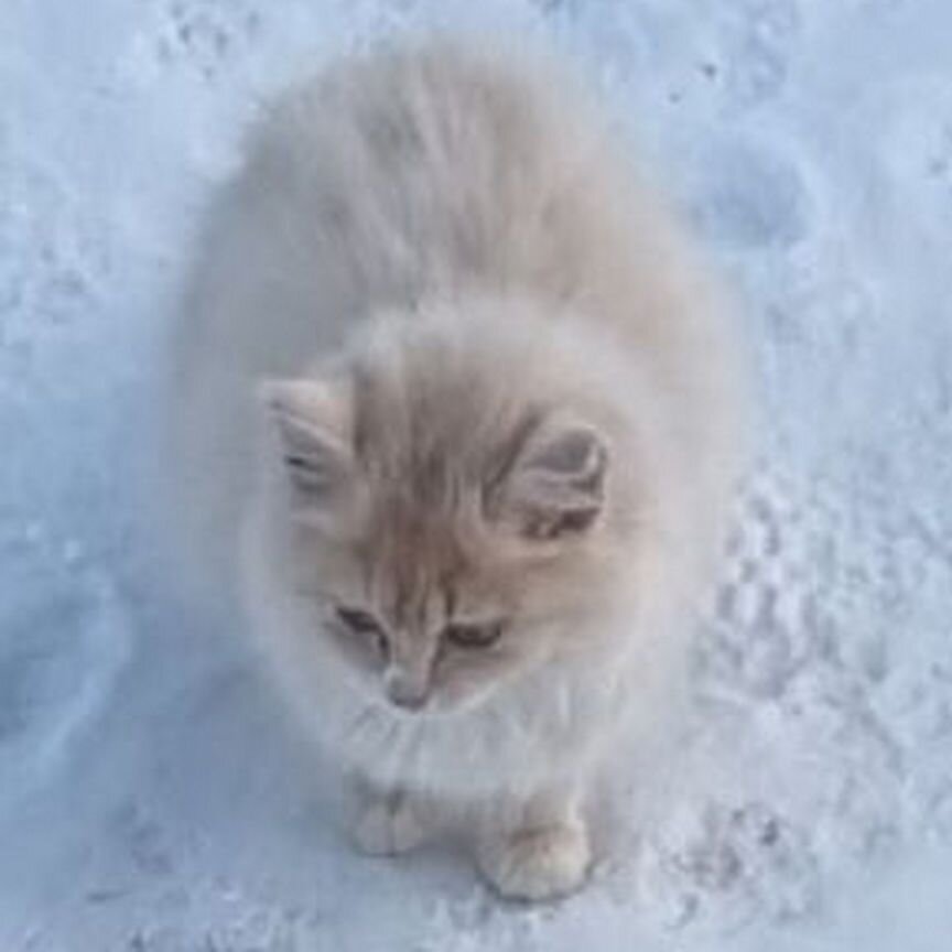 Сибирский котёнок