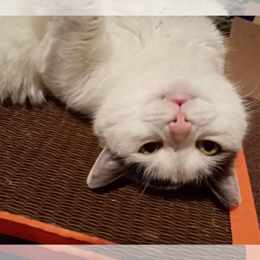 Европейская короткошёрстная, взрослая кошка