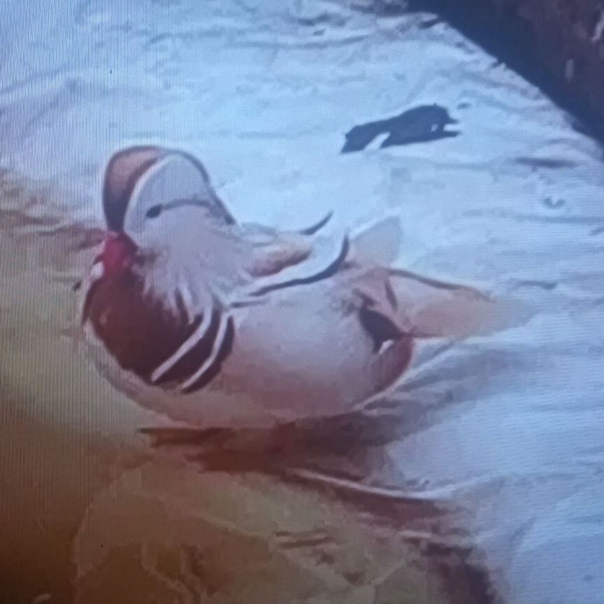 Продам инкубационное яйцо уточек Мандаринка