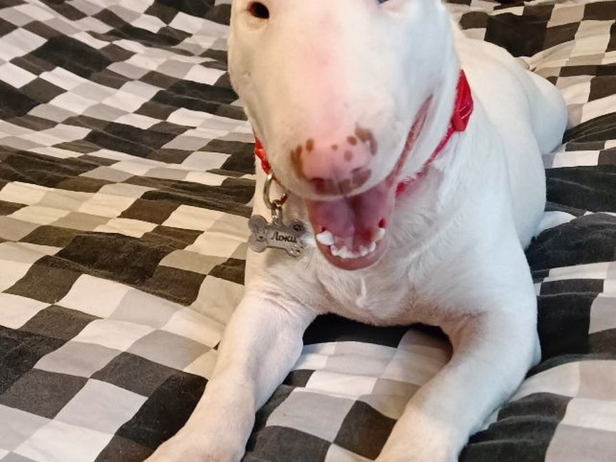 Миниатюрный бультерьер