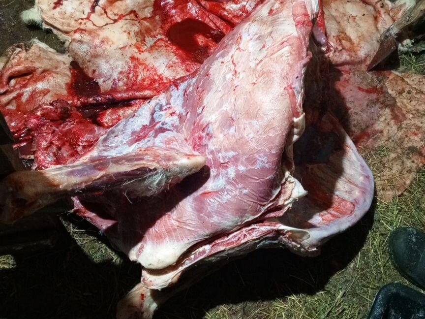 Корм для собак