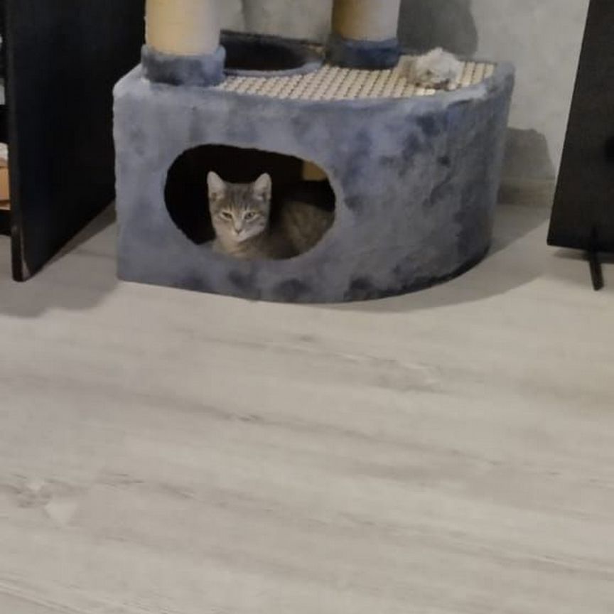 Котик в добрые руки