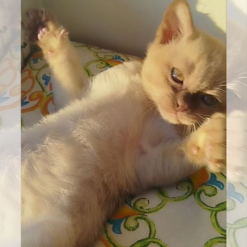 Европейский бурманский котёнок