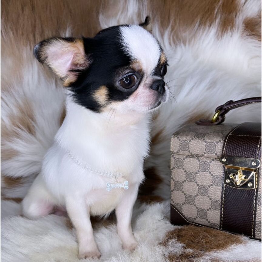 Чихуахуа Взрослый Мальчик с РКФ