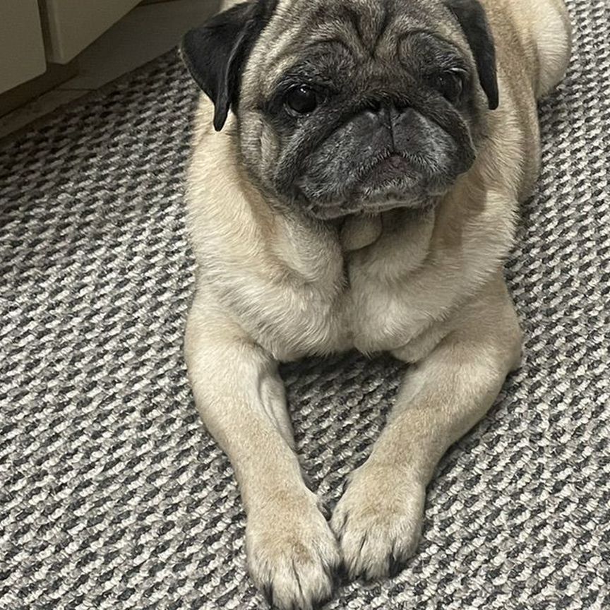 Мопс в добрые руки бесплатно