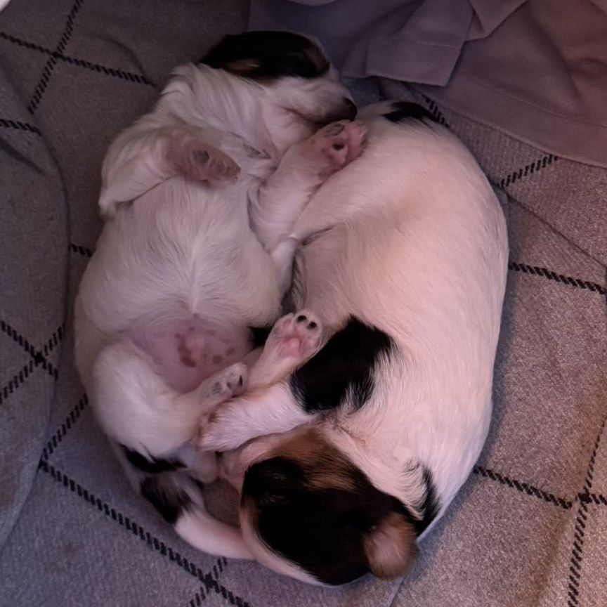 Бивер-йоркширский терьер, щенок