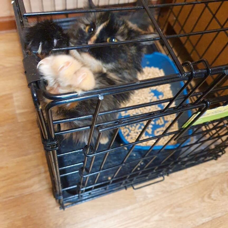 Черри - вишенка в дар