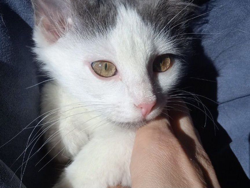 Чудесная девочка котёнок ищет дом