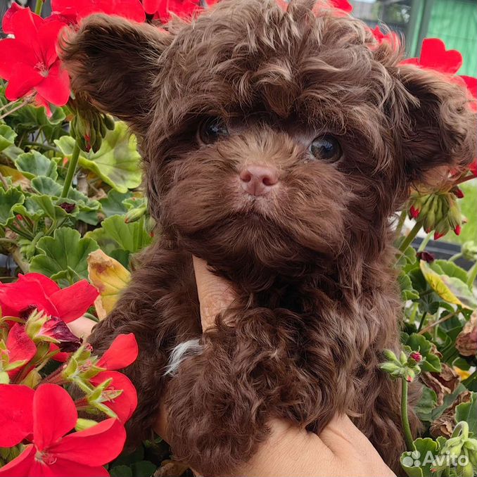 Мальтипу maltipoo teddy taecap