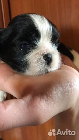 Щенки ши-тцу