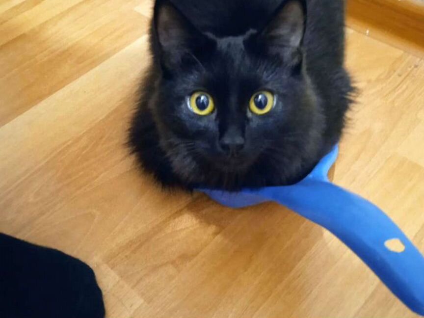 Молодая кошечка. Чёрная кошечка. Кошка