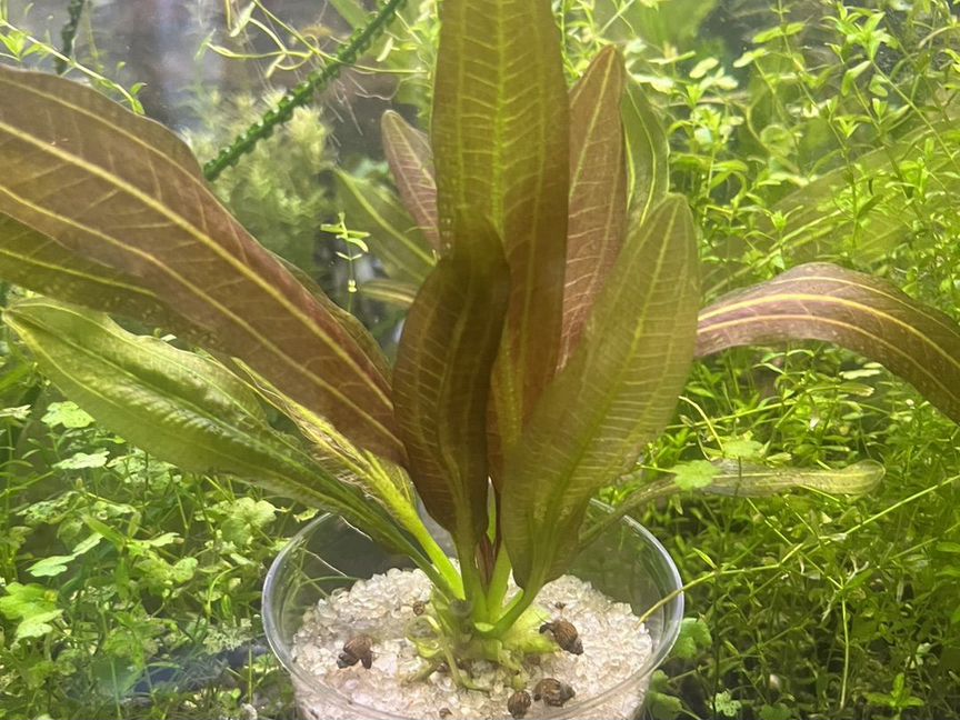 Аквариумные растения