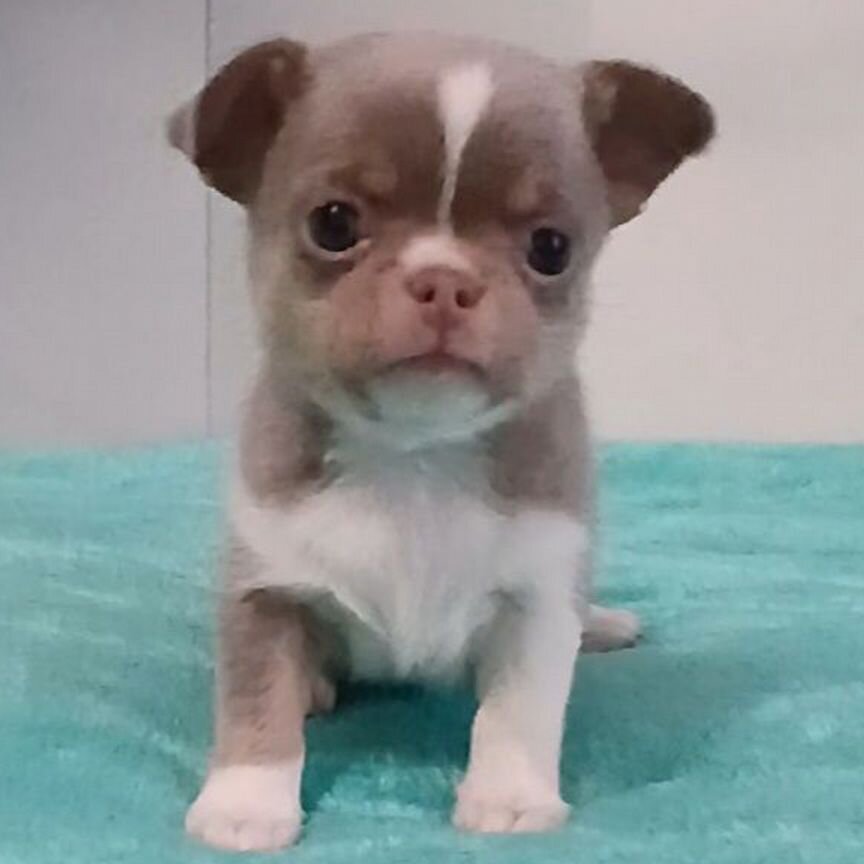 Чихуахуа, щенок