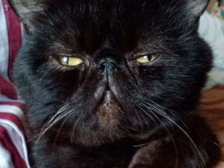 Экзотический кот