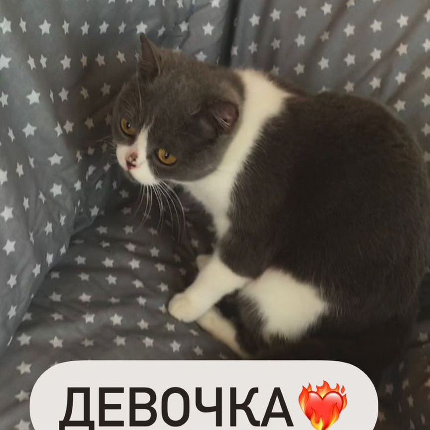 Кошка