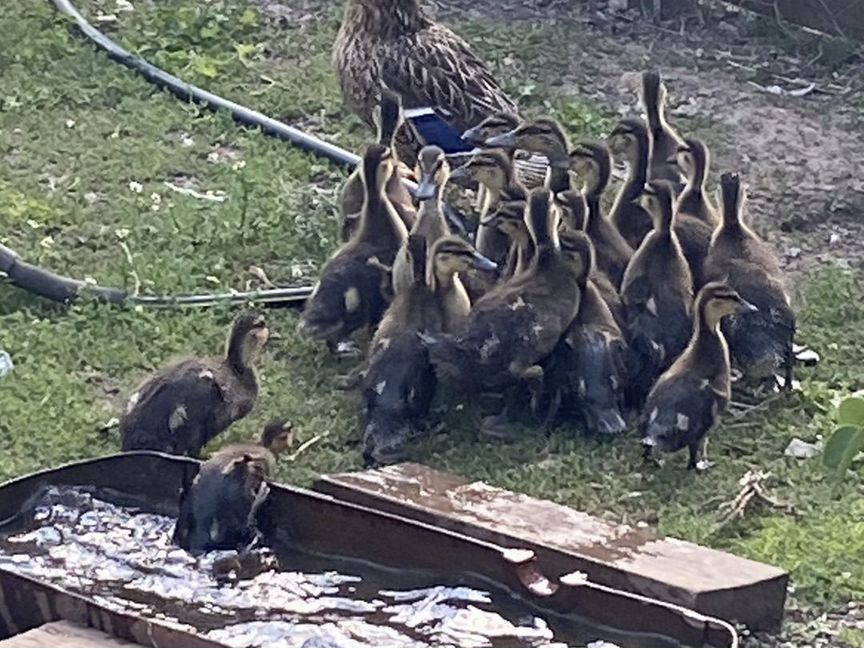 Дикие утята подсадные