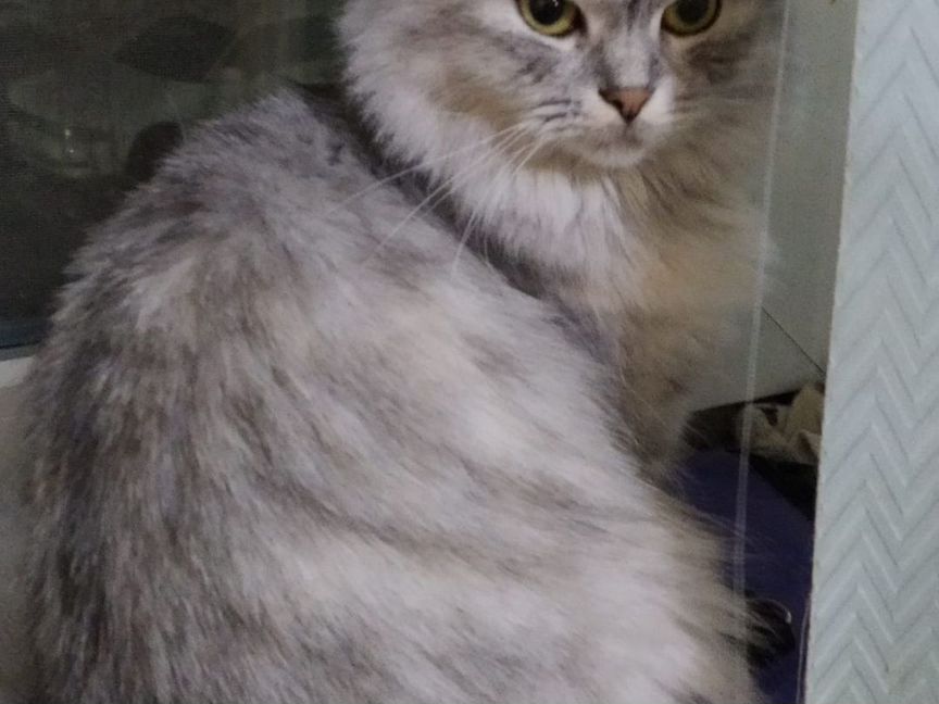 Кошечка
