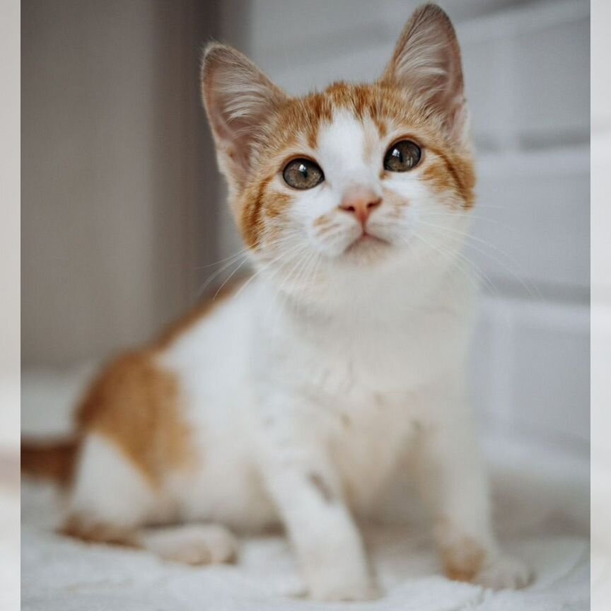 Котенок девочка в добрые руки