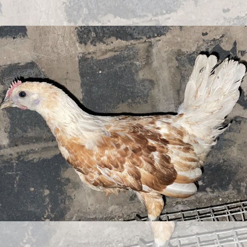 Курочки молодки