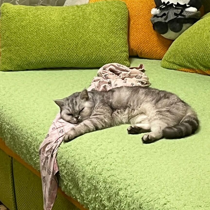 Британская кошка
