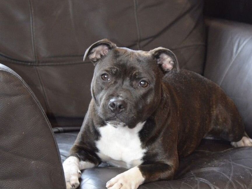 Стаффордширский бультерьер подрощенная девочка